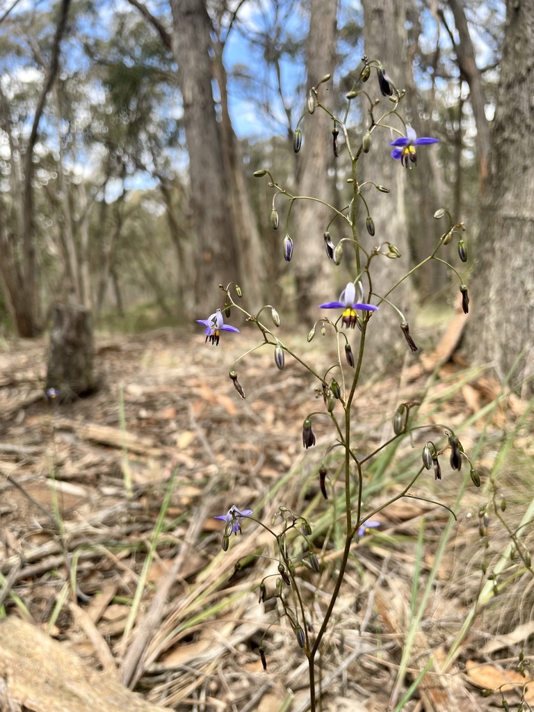 Blueberry Lily in October 2024 by emma6189 · iNaturalist