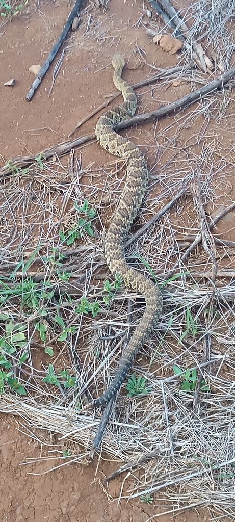 Basilisk Rattlesnake from 63795 Nay., México on October 24, 2024 at 03: ...