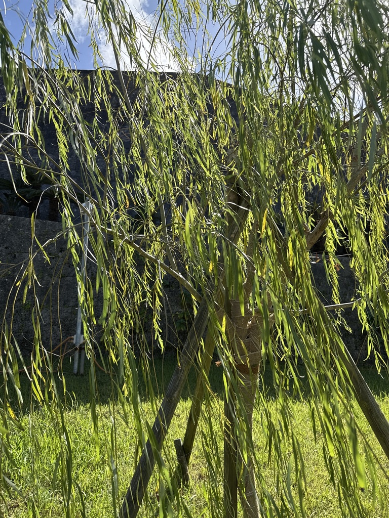 weeping willow from SHURIJO CASTLE PARK, Naha, Okinawa, JP on October ...