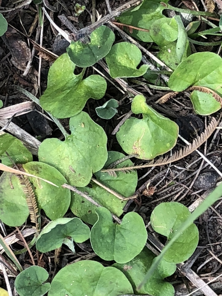kidney weed from Warrnambool City, Warrnambool, VIC, AU on October 27 ...