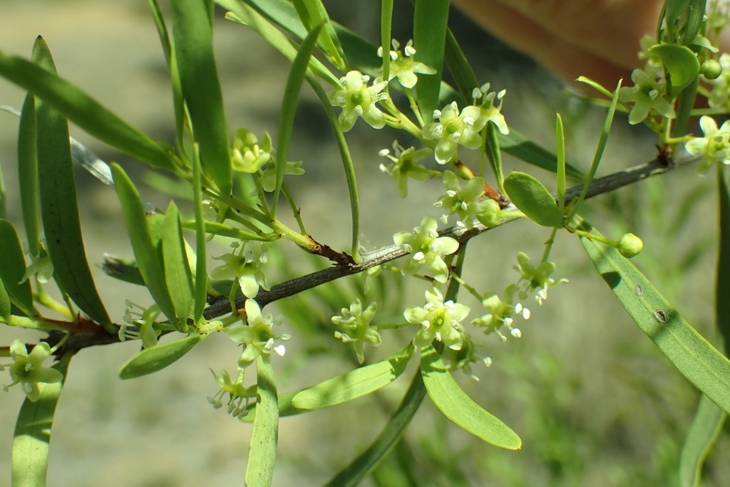 yellow berry bush (Denhamia cunninghamii) - Botanical Realm