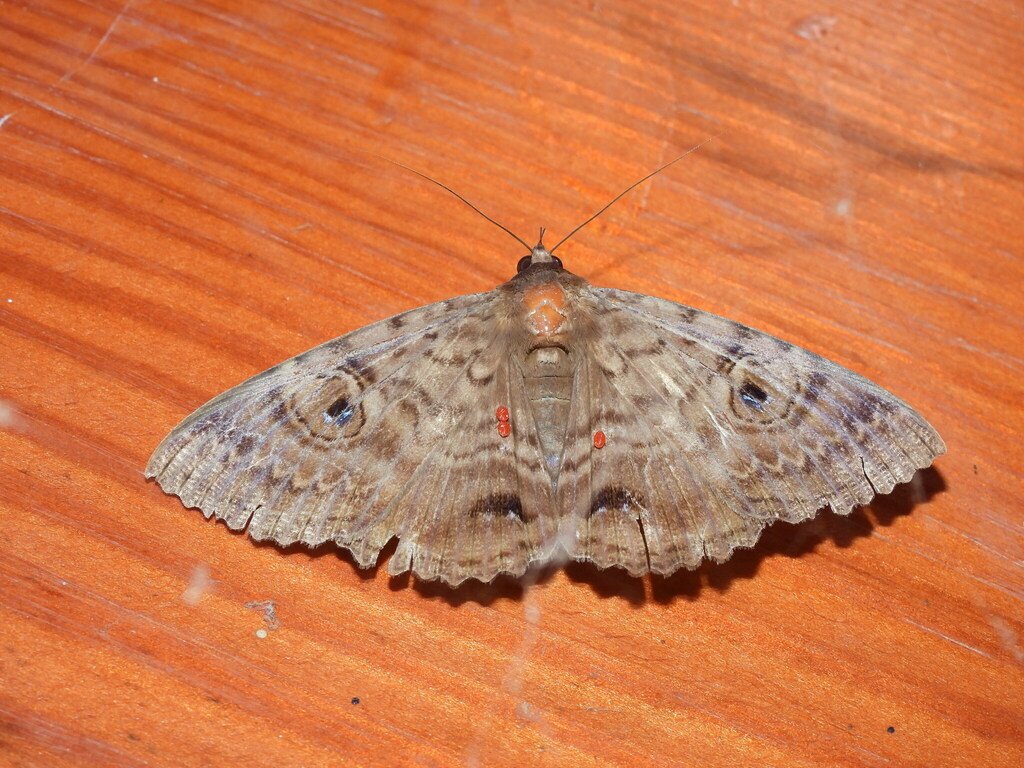 Granny's Cloak Moth from Coomba Park NSW 2428, Australia on October 27 ...