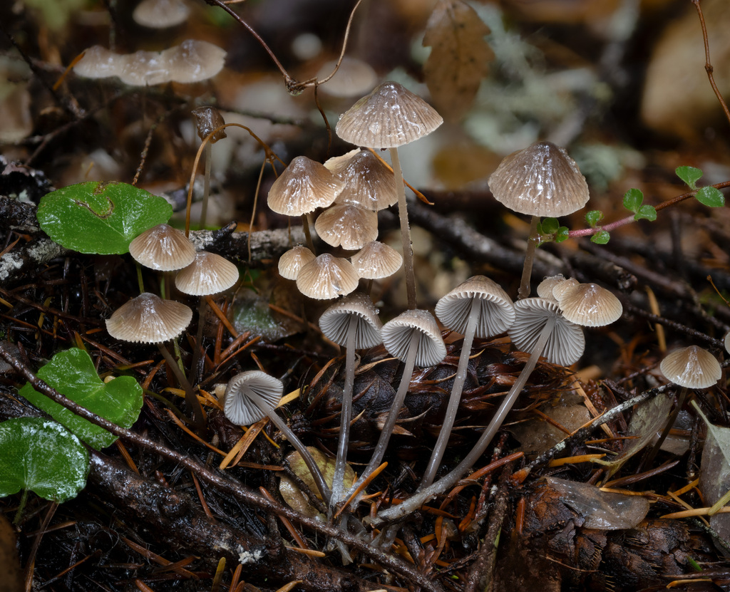 Mycena robusta from Skamania County, US-WA, US on October 26, 2024 at ...