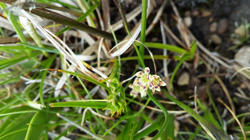 Wurmbea angustifolia from Mkhomazi Wilderness area, South Africa on ...