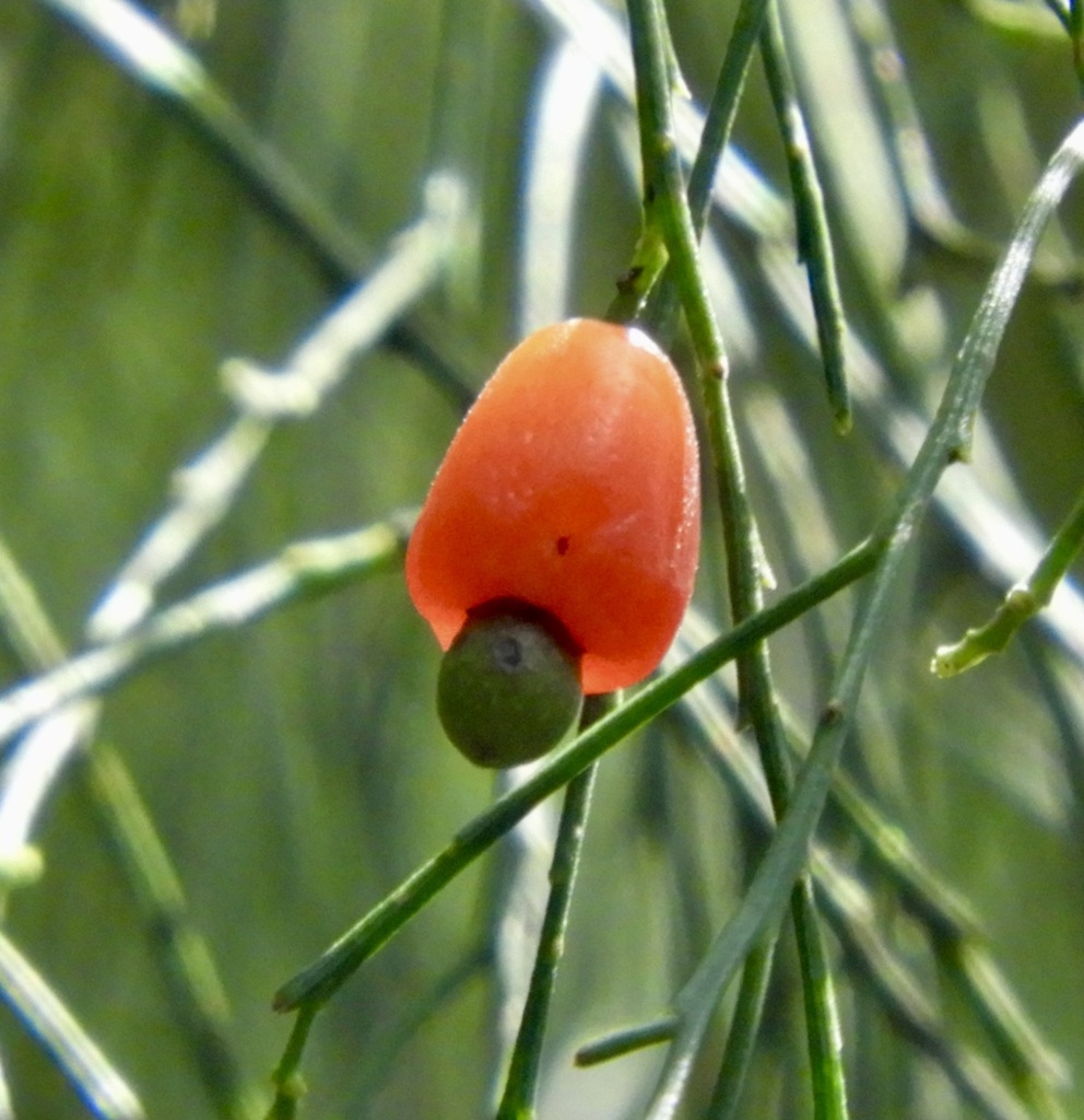 Cherry Ballart from 74 Boulton Cres, Tyers VIC 3844, Australia on ...