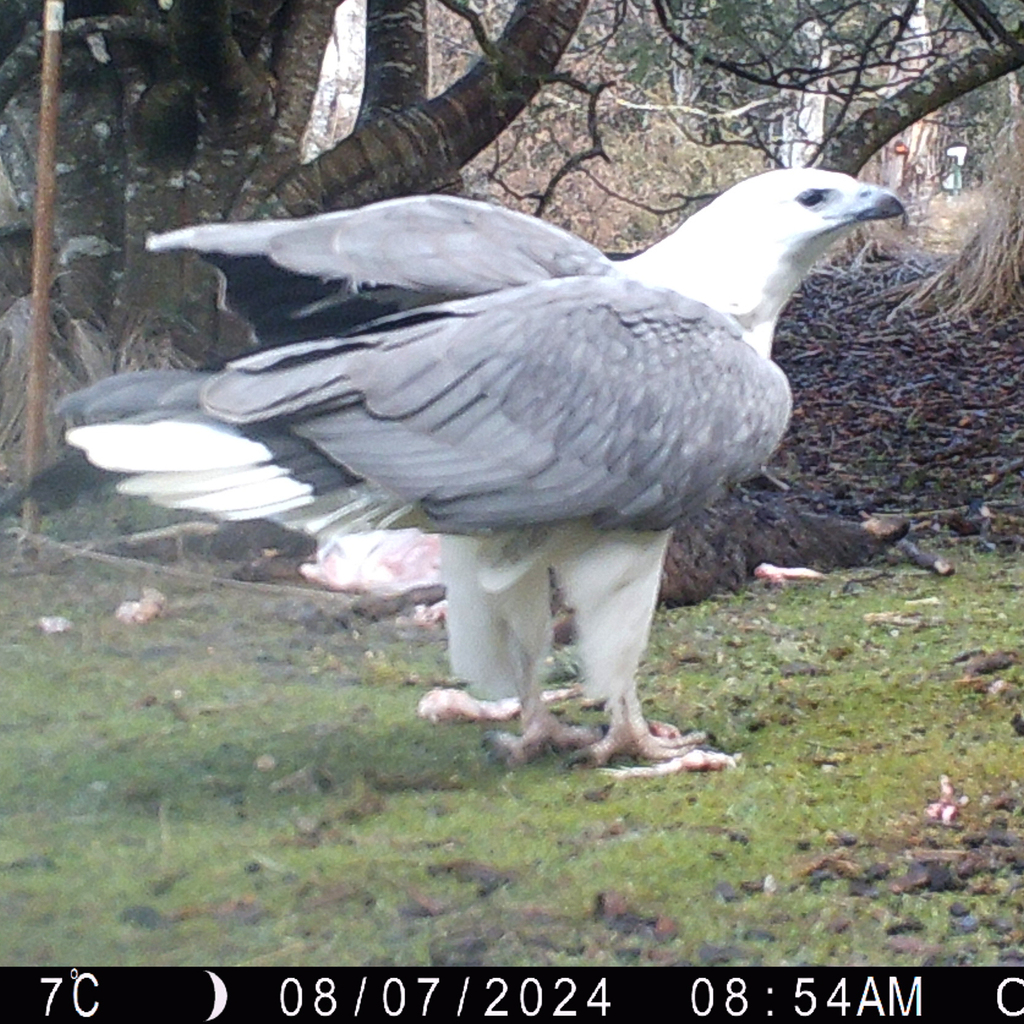 White-bellied Sea-Eagle from Loongana TAS 7315, Australia on August 7 ...