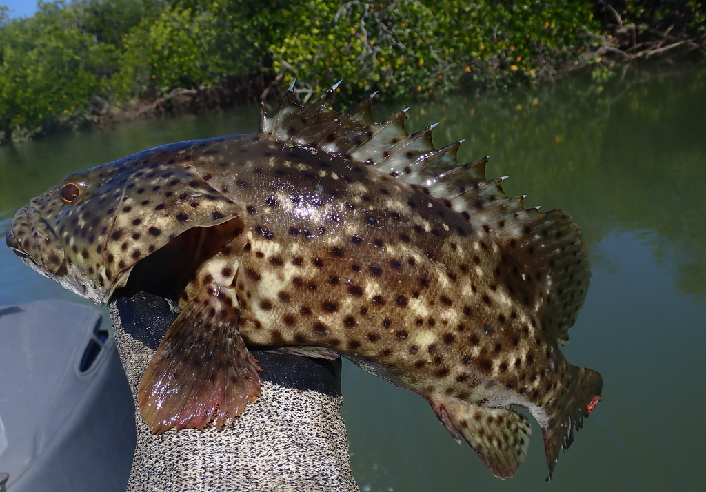 Malabar Grouper from Cape Upstart National Park, Guthalungra QLD 4805 ...
