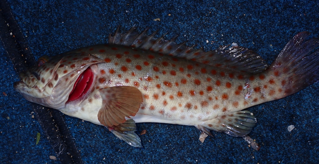 Goldspotted Rockcod from Cape Upstart National Park, Guthalungra QLD ...