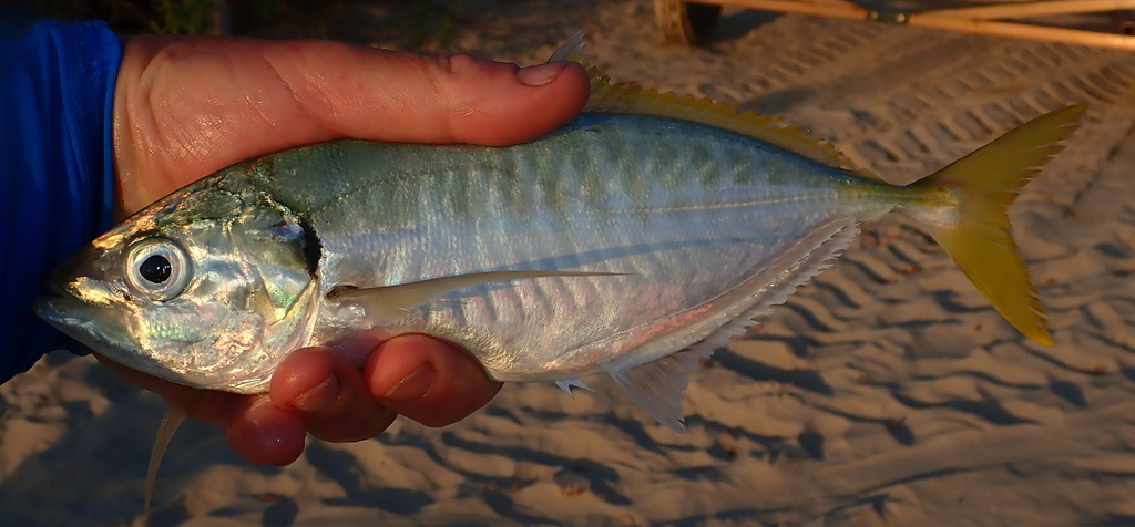Barred Yellowtail Scad from Cape Upstart National Park, Guthalungra QLD ...