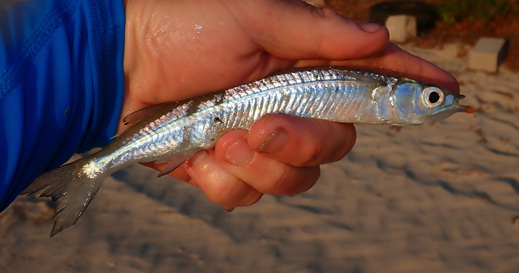 Snubnose Garfish from Cape Upstart National Park, Guthalungra QLD 4805 ...