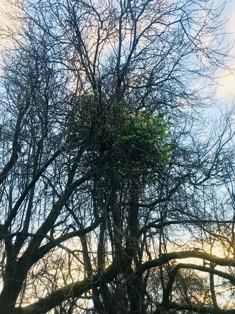 Green mistletoe in July 2019 by emma_curtin · iNaturalist