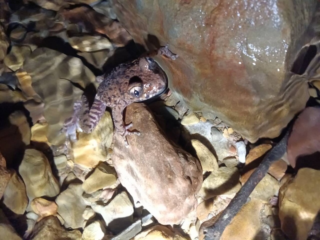 Baoxing Toothed Toad in October 2024 by ether_1927 · iNaturalist