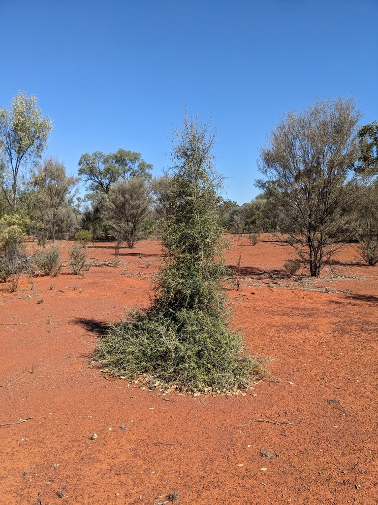 Flindersia maculosa from Gunderbooka NSW 2840, Australia on October 10 ...