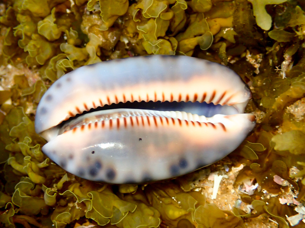 Arabian Cowry from Bateau Bay Beach, NSW, Australia on October 27, 2024 ...