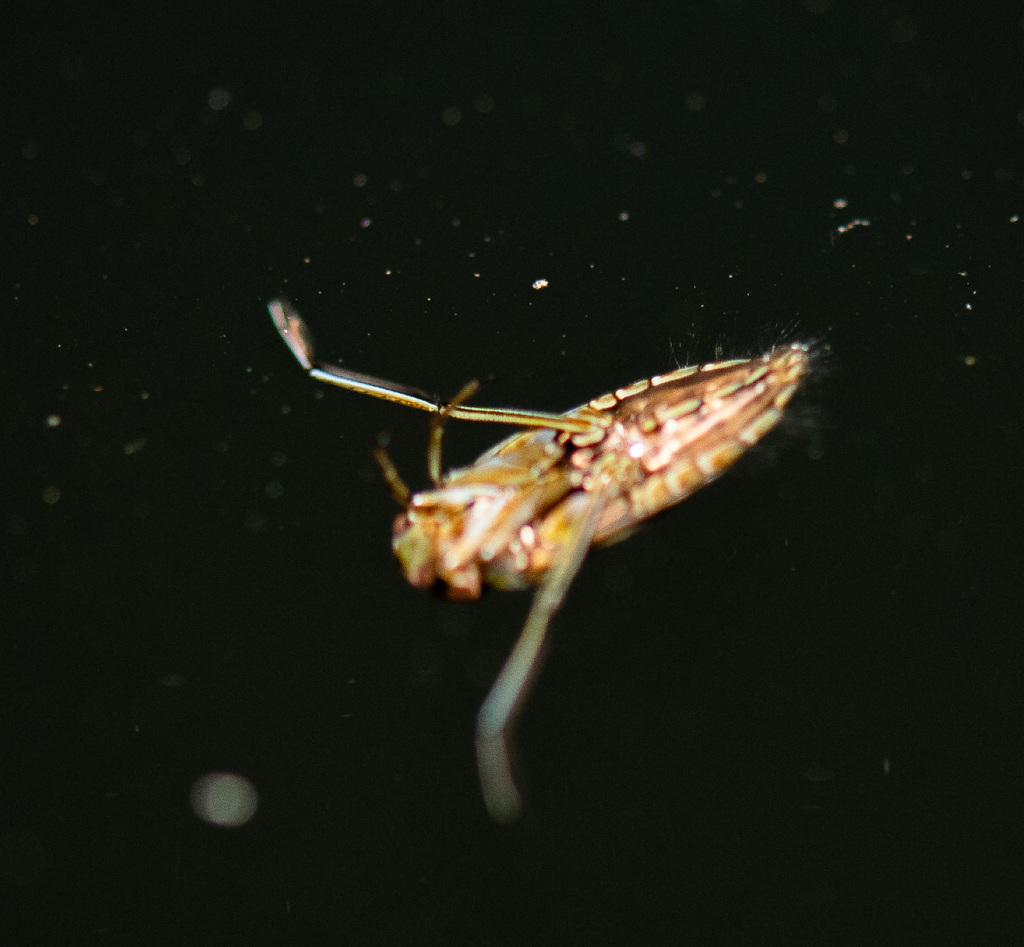 Enithares from Parsons 22, Balule Nature Reserve, Hoedspruit, 1380 ...