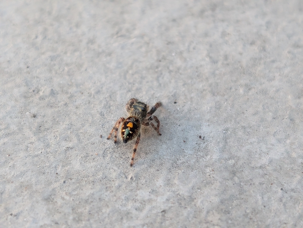 Bold Jumping Spider from Crosby Student Center, Spokane, WA 99258, USA ...