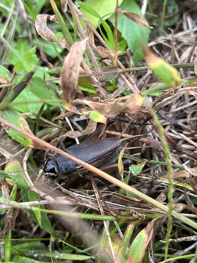 Emma Field Cricket from 丹沢大山国定公園, 相模原市, 神奈川県, JP on October 27, 2024 at ...