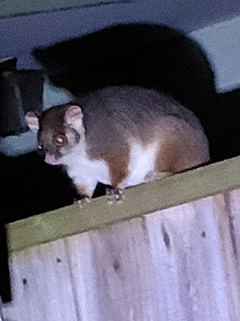 Common Ring-tailed Possum from Blairgowrie VIC 3942, Australia on ...