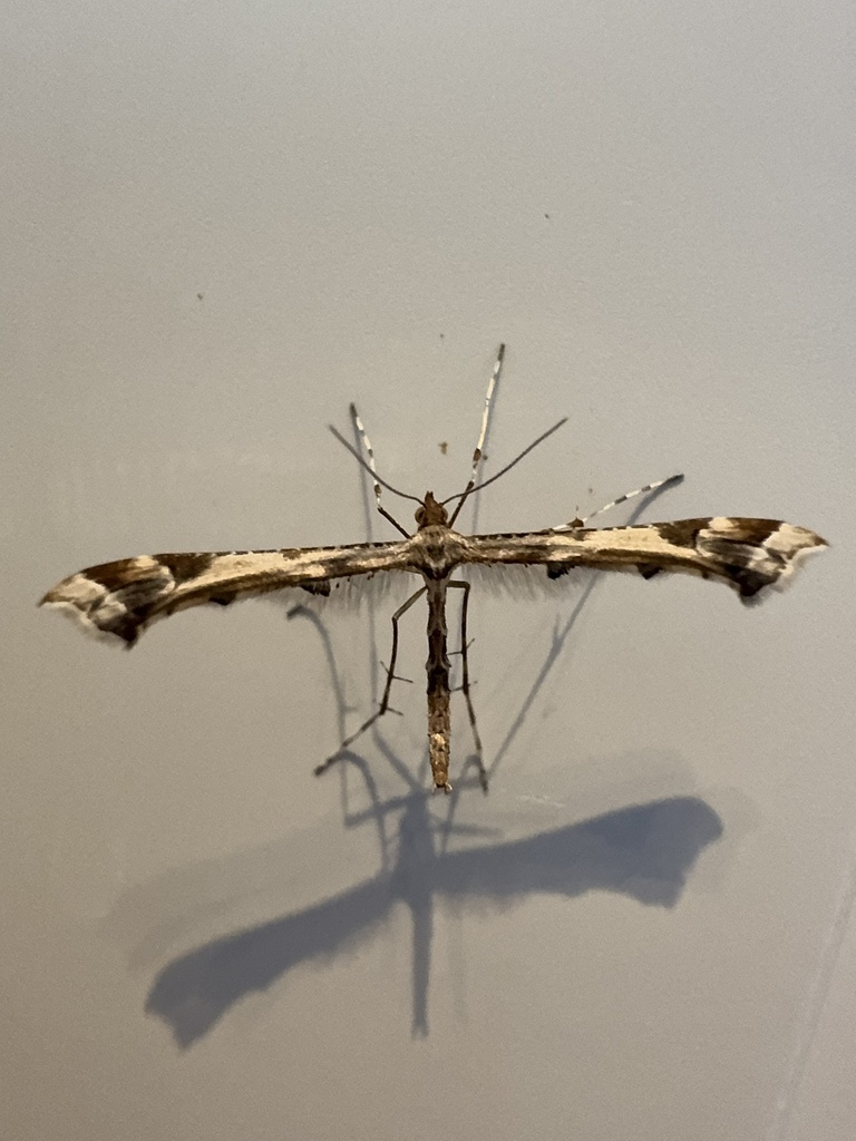 Beautiful Plume Moth from Crimple Crescent, York, England, GB on ...