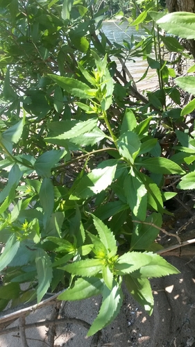 Observations by tdivan · iNaturalist