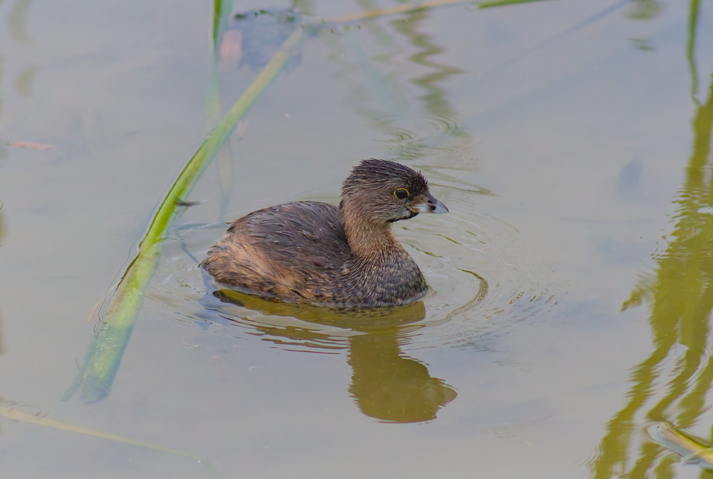 Pied-billed Grebe from Port Aransas, TX, USA on September 27, 2014 at ...