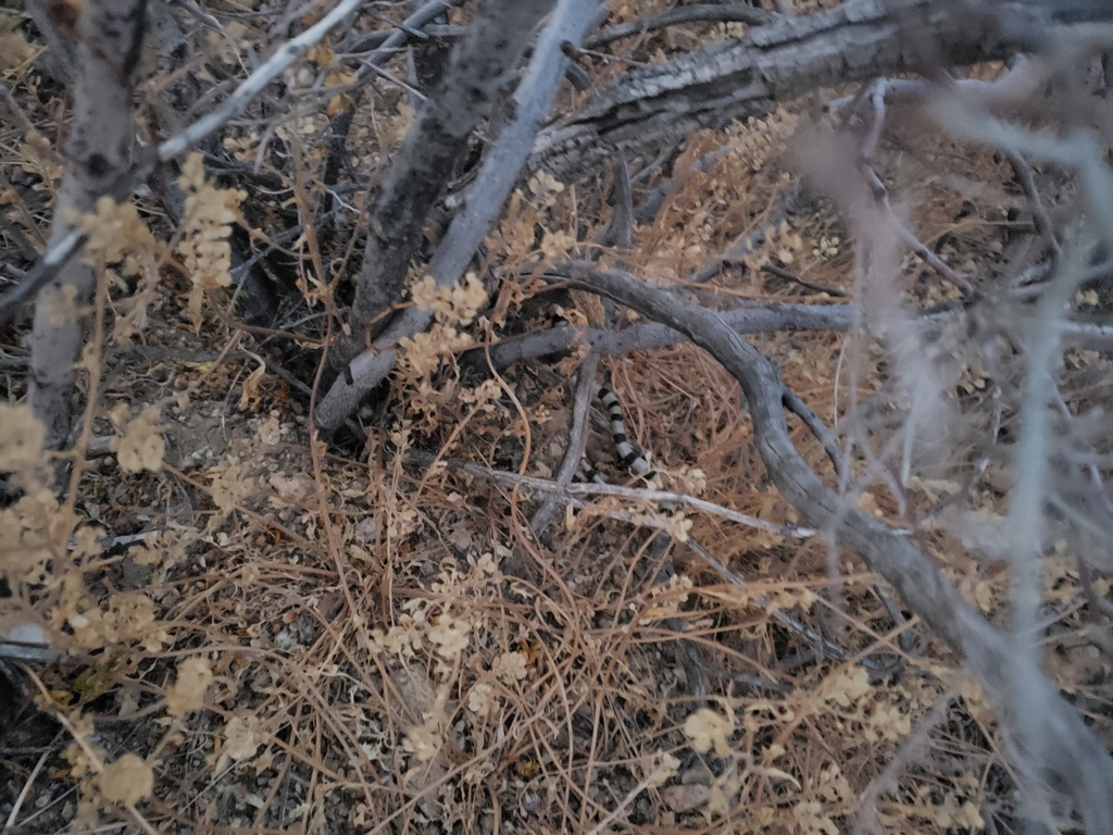 Colubrine Snakes from TWENTYNIN PLM, CA 92277, USA on June 14, 2019 at ...