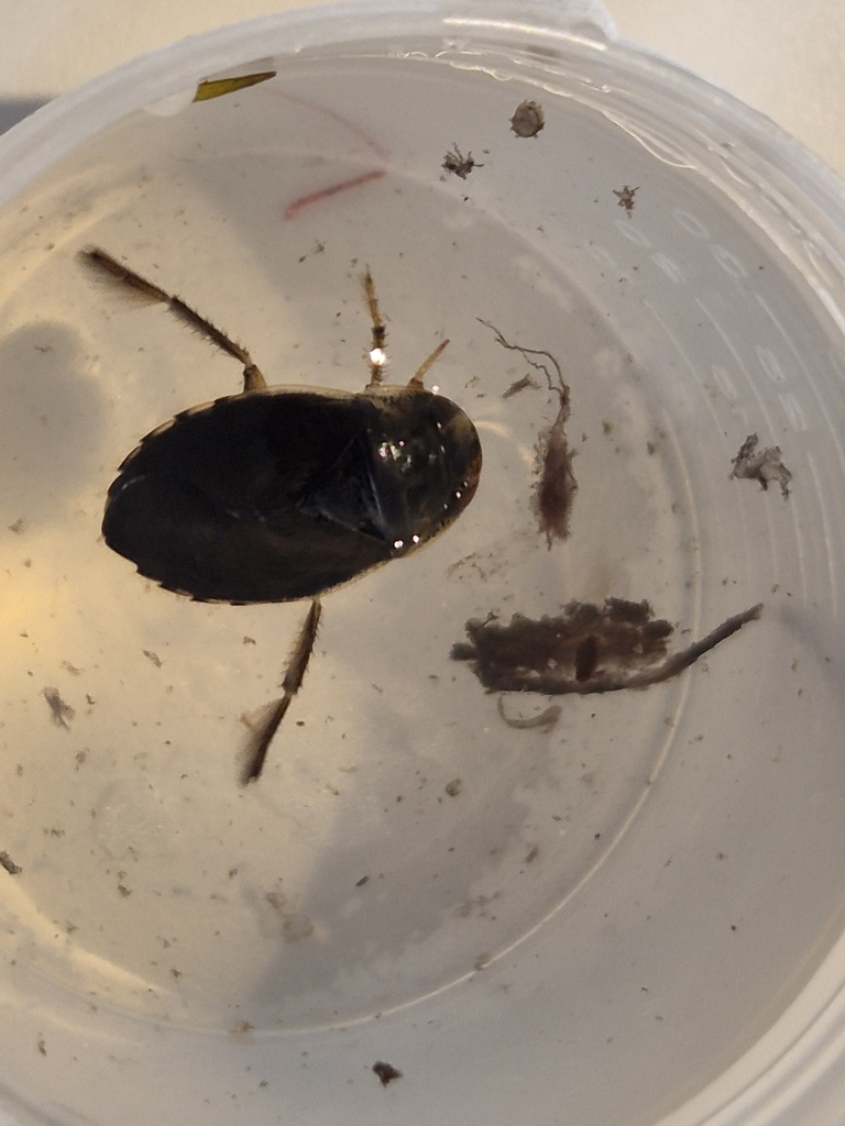 saucer bug from Haigh, Wigan WN2 1PE, UK on October 27, 2024 at 10:48 ...