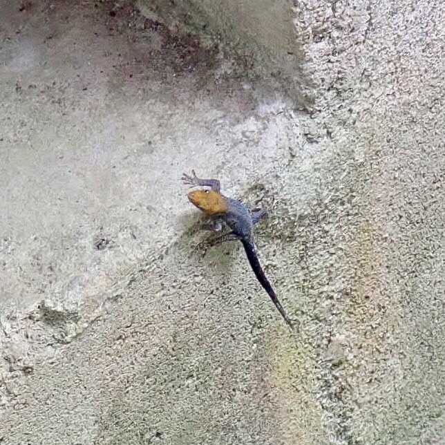 Yellow-headed Gecko from Carretera Almirante-El Empalme, , Bocas Del ...