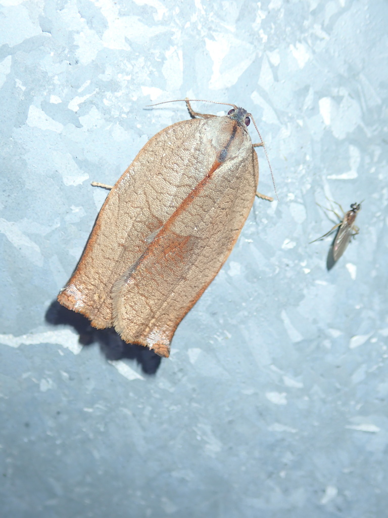 Oriental tea tortrix moth from 本州, 長浜市, 滋賀県, JP on October 27, 2024 at ...