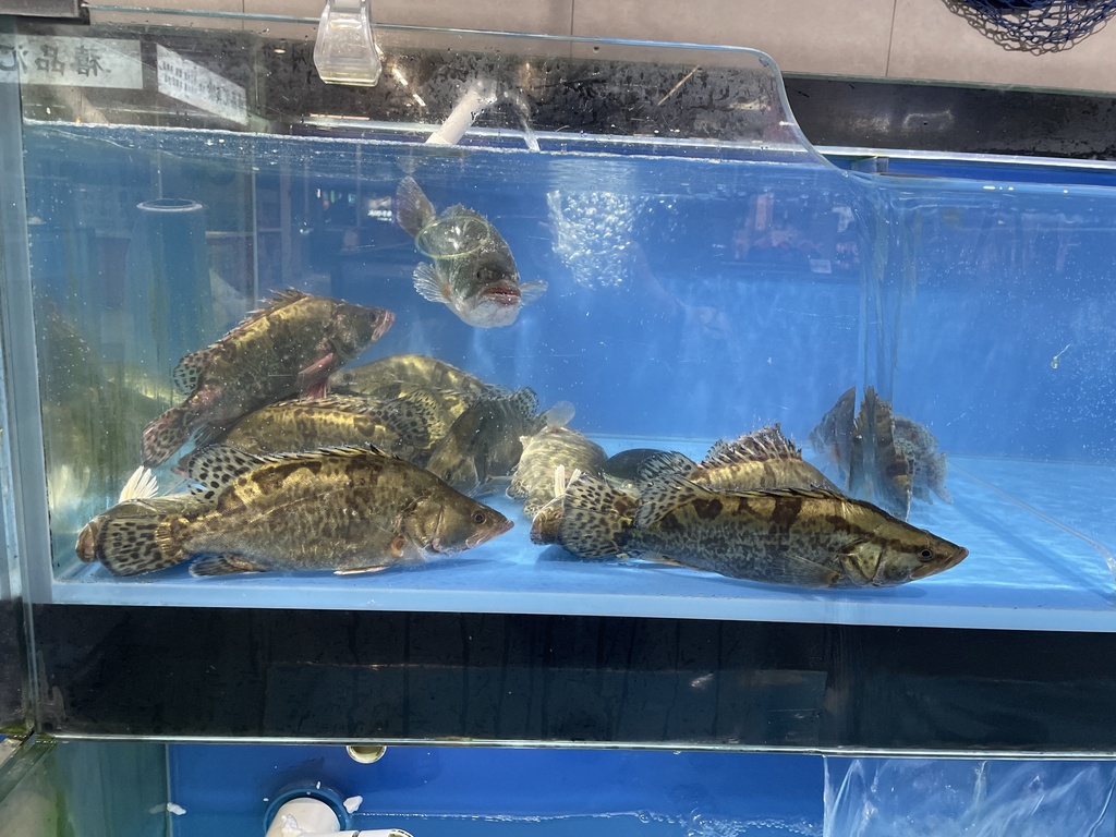 Chinese Perch from 东部新城, 宁波市, 浙江省, CN on October 27, 2024 at 08:46 PM ...