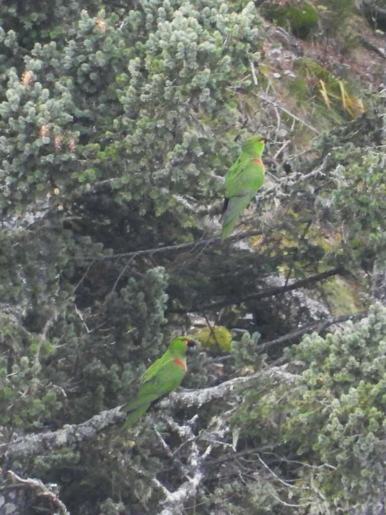 Maroon-fronted Parrot in October 2024 by Pablo Carrillo-Reyes · iNaturalist