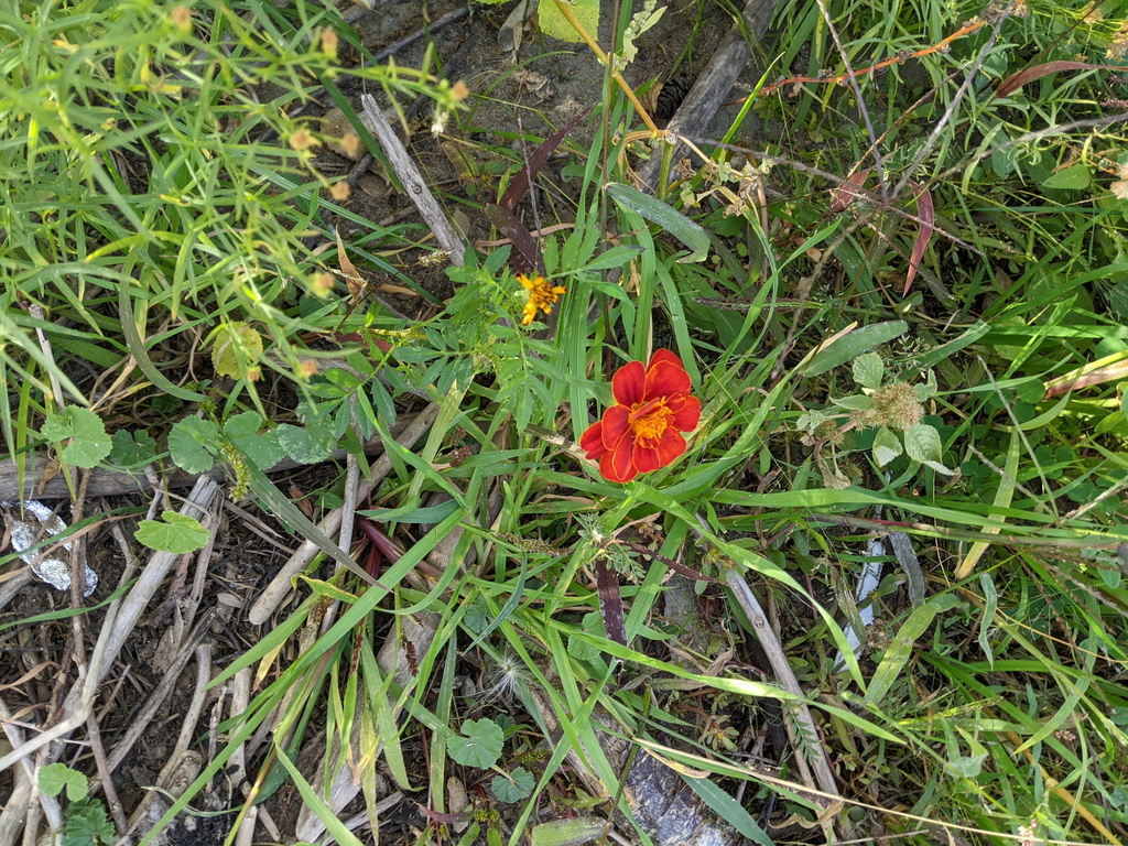 French marigold from Adams, Colorado, United States on October 23, 2024 ...