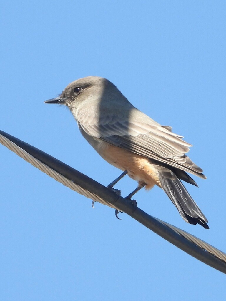 Say's Phoebe from 98974 Col. los Encinitos, Zac., México on October 25 ...