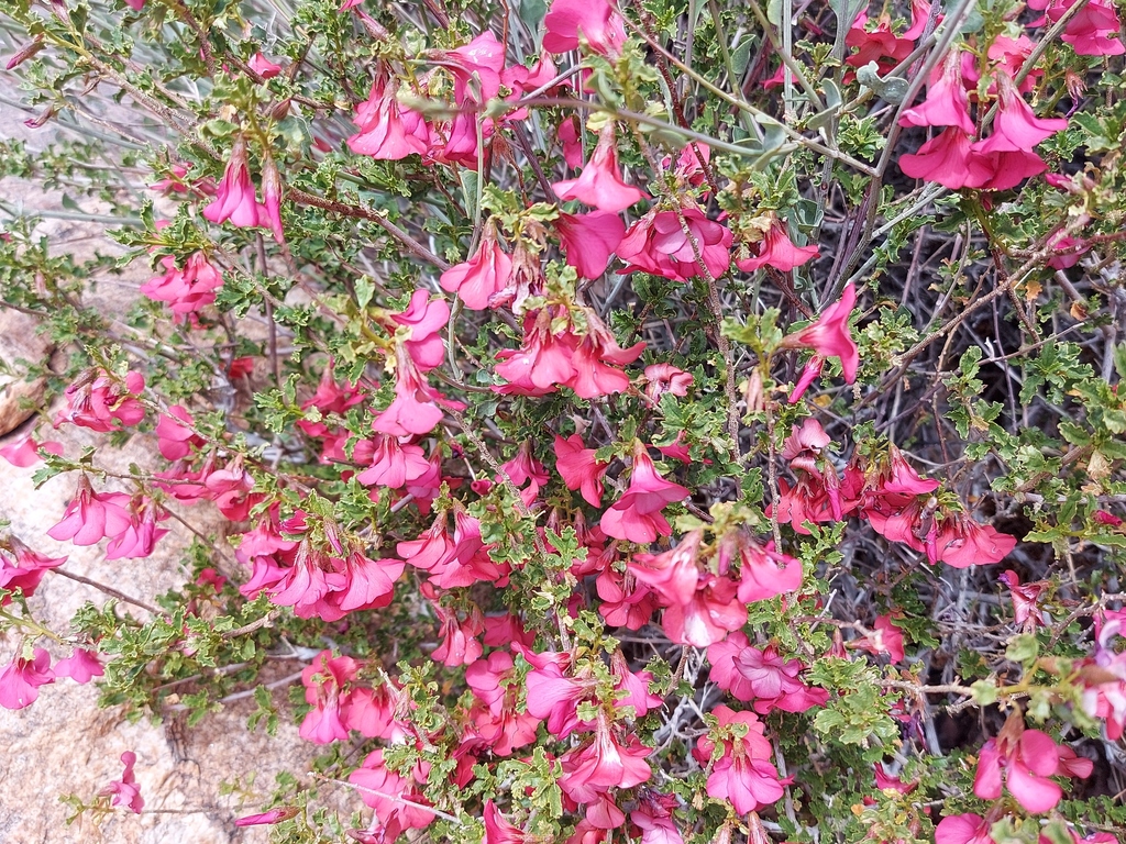 desert rose from Karas Region, Namibia on August 04, 2024 at 01:36 PM ...