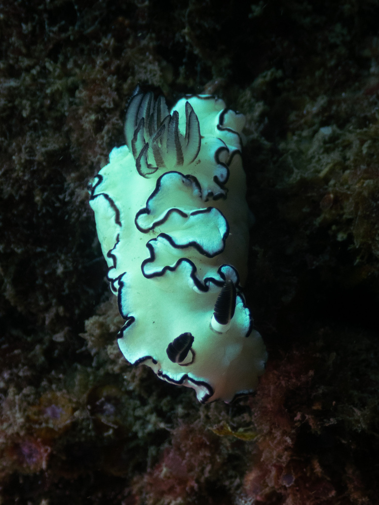 Black-margined Nudibranch from Terrigal Haven, Terrigal, NSW, AU on ...