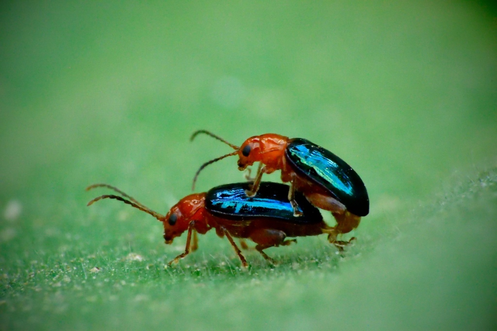 Flea Beetles from Ibagué, Tolima, Colombia on October 23, 2024 at 04:40 ...