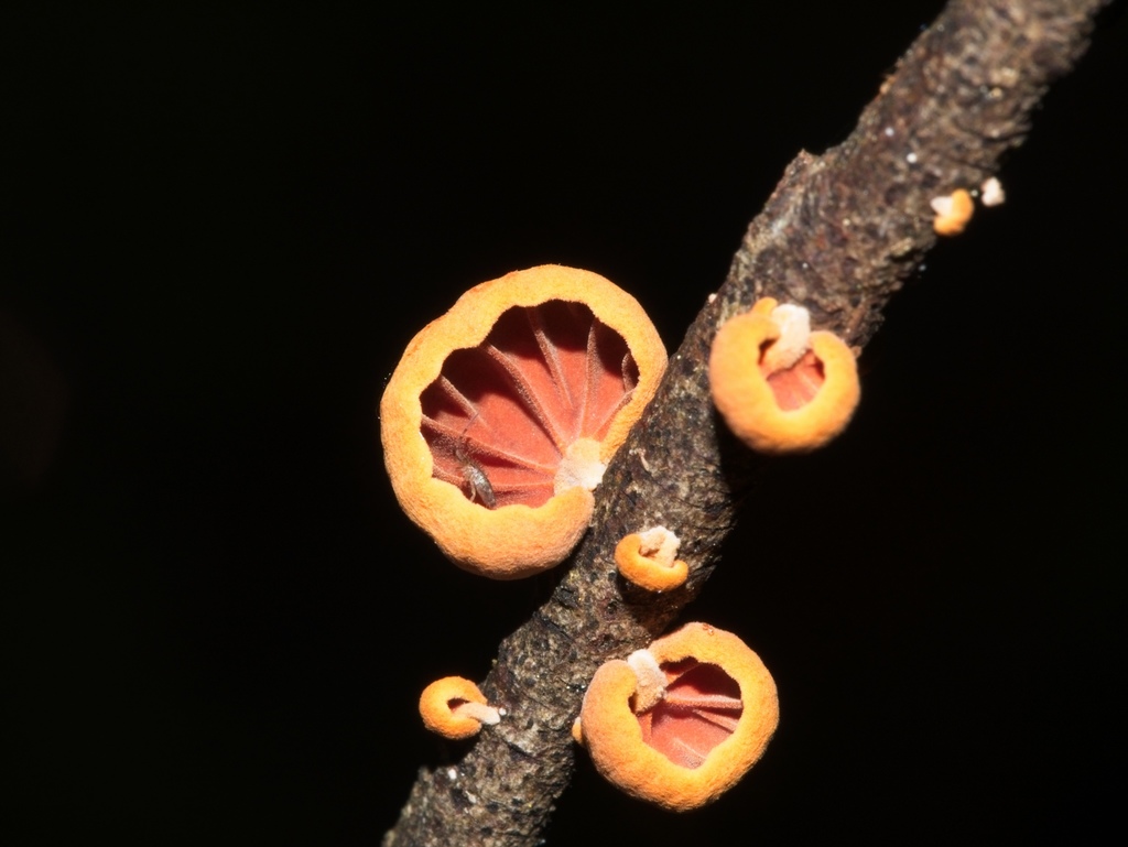 Anthracophyllum archeri from Yarra Ranges - Dandenongs, Victoria ...