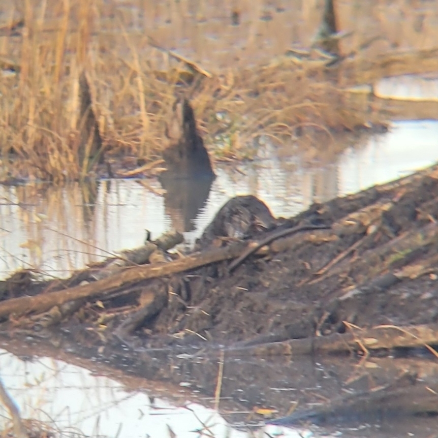 American Beaver from Blue Hill Township, MN, USA on October 26, 2024 at ...