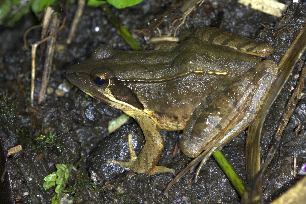 Japanese Brown Frog from Makizonocho Shukukubota, Kirishima, Kagoshima ...