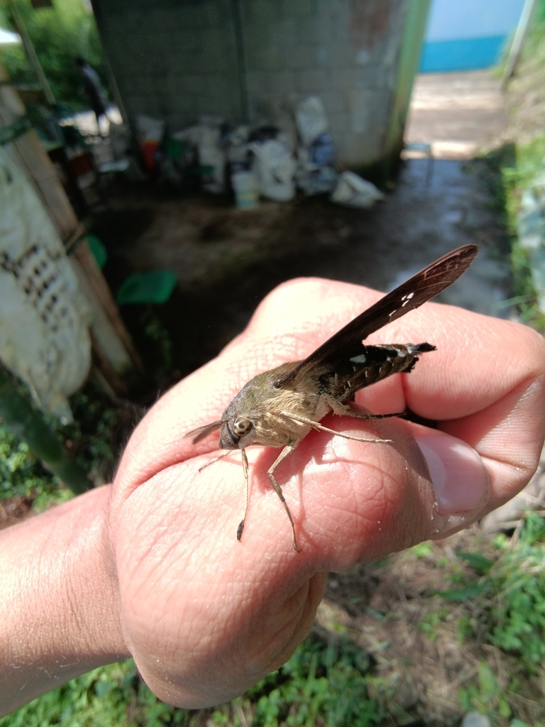 Clavipes Sphinx from 94116 Ver., México on October 22, 2024 at 11:32 AM ...
