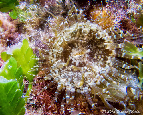 Glass Anemone (Aiptasia pulchella) · iNaturalist