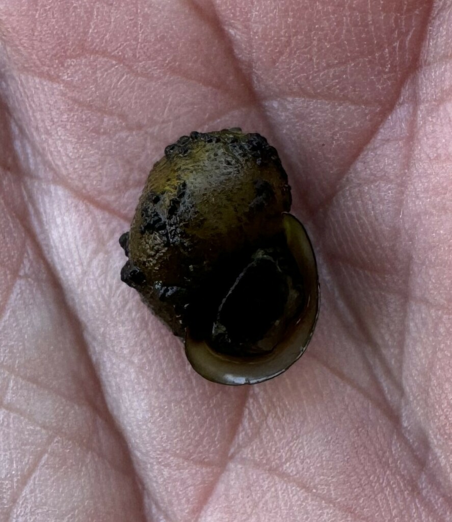 Oblong Rocksnail in October 2024 by Jeff Garner · iNaturalist