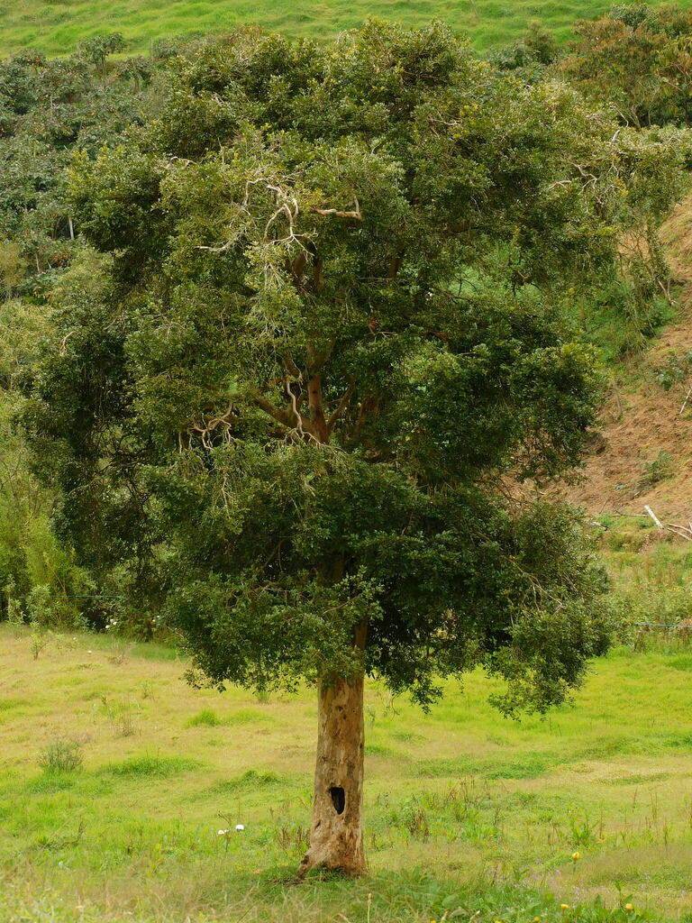Arrayán desde La Ceja, Antioquia, Colombia el 24 de octubre de 2024 a ...
