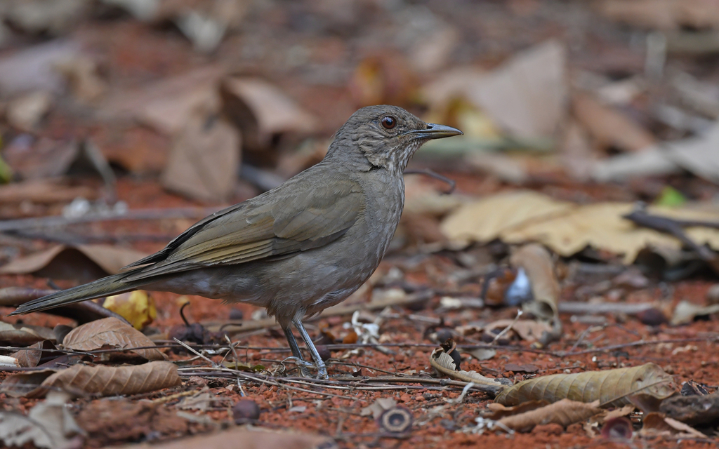 Pale-breasted Thrush (TempBirdGuide) · iNaturalist
