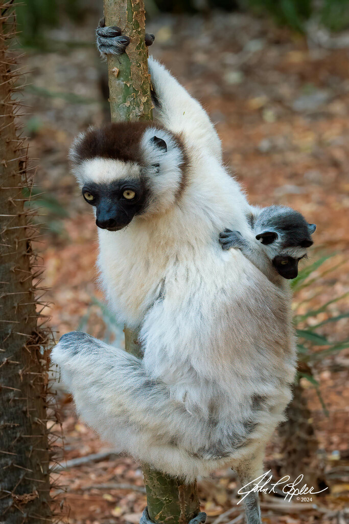 Verreaux's Sifaka in October 2024 by John Eppler. Verreaux's Sifaka ...