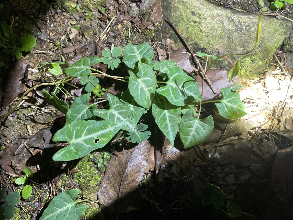 tuber fleeceflower from 九峰山旅游区, 宁波市, 浙江省, CN on October 28, 2024 at 12: ...
