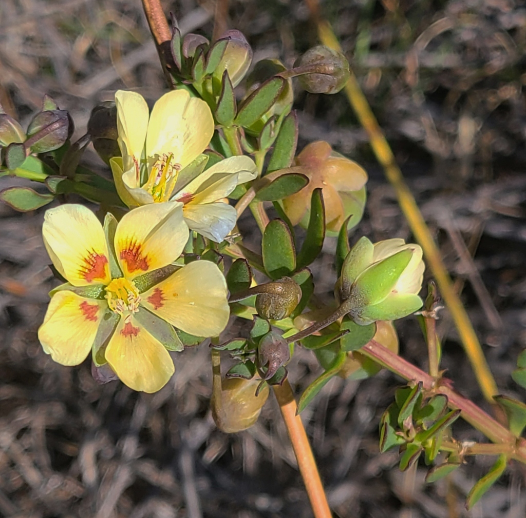 Thin Twinleaf from De Hoop Nature Reserve on September 11, 2024 at 11: ...