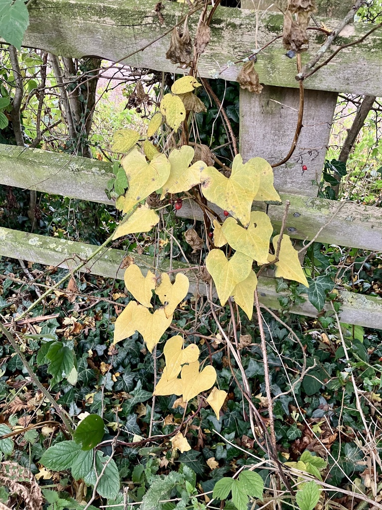 Black Bryony from Bilton & Nidd Gorge, Harrogate, England, GB on ...