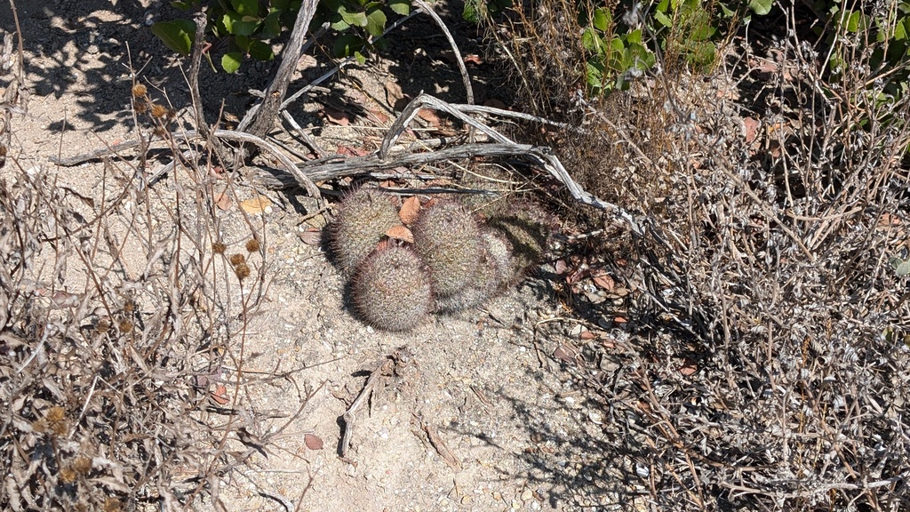 Peninsular fishhook cactus from Chula Vista, CA, USA on October 25 ...