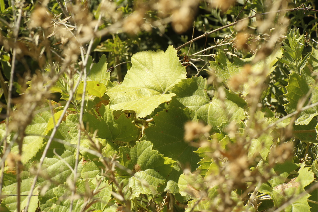 canyon wild grape from Warm Springs Natural Area, Moapa, NV, USA - SC ...